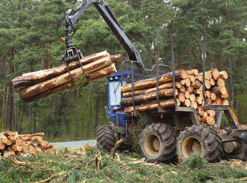 Intro to Timber: Supply Chain, Products & Where to Source